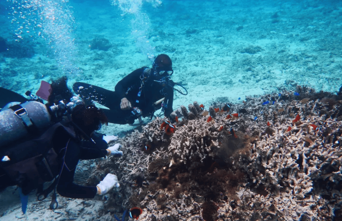 Okinawa Blue Cave Diving Guide! Detailed Introduction to Itinerary ...