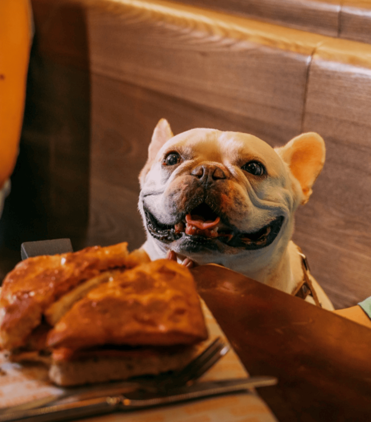 Explore 15 Pet-Friendly Restaurants in Hong Kong for 2025: Perfect ...