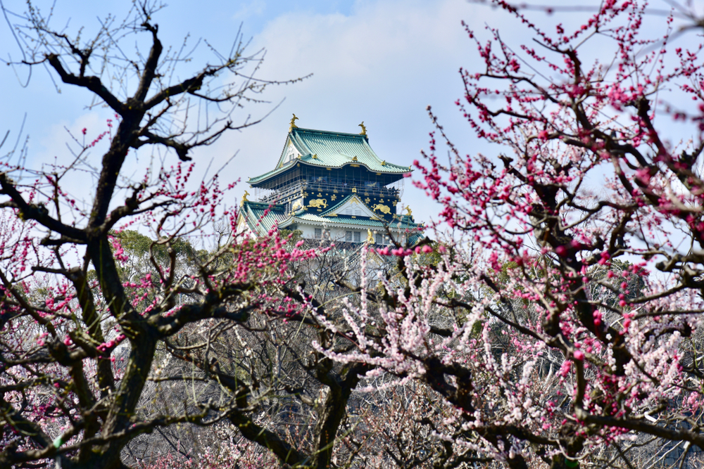 【日本大阪梅花景點2025】8個大阪賞梅勝地＋交通攻略！ - Kinnso
